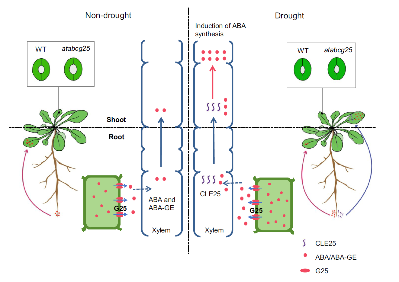 生命科学学院张可伟教授团队在植物激素脱落酸（ABA）长距离运输中取得重要进展
